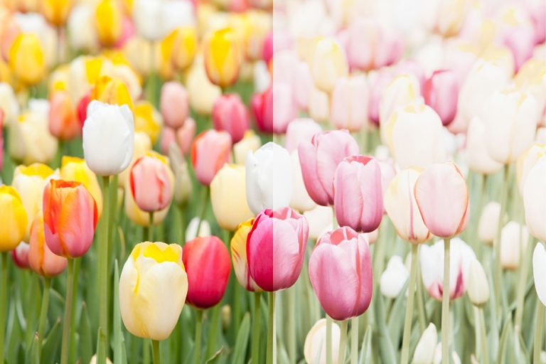 What is Cone Rod Dystrophy? - Zoomax Low Vision Aids