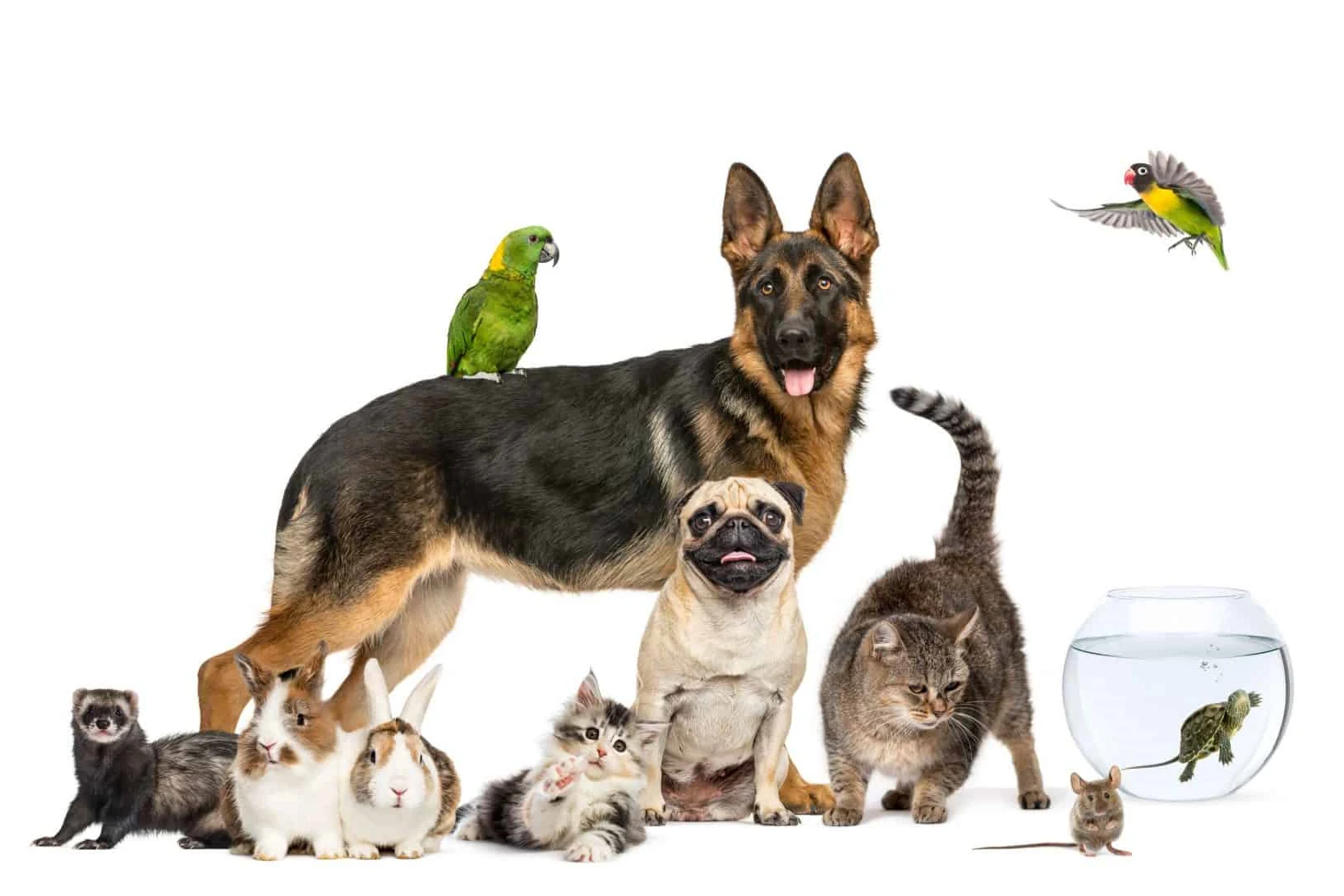 Which Types Of Pets Are Suitable For People With Low Vision Zoomax Which Types Of Pets Are Suitable For People With Low Vision Zoomax